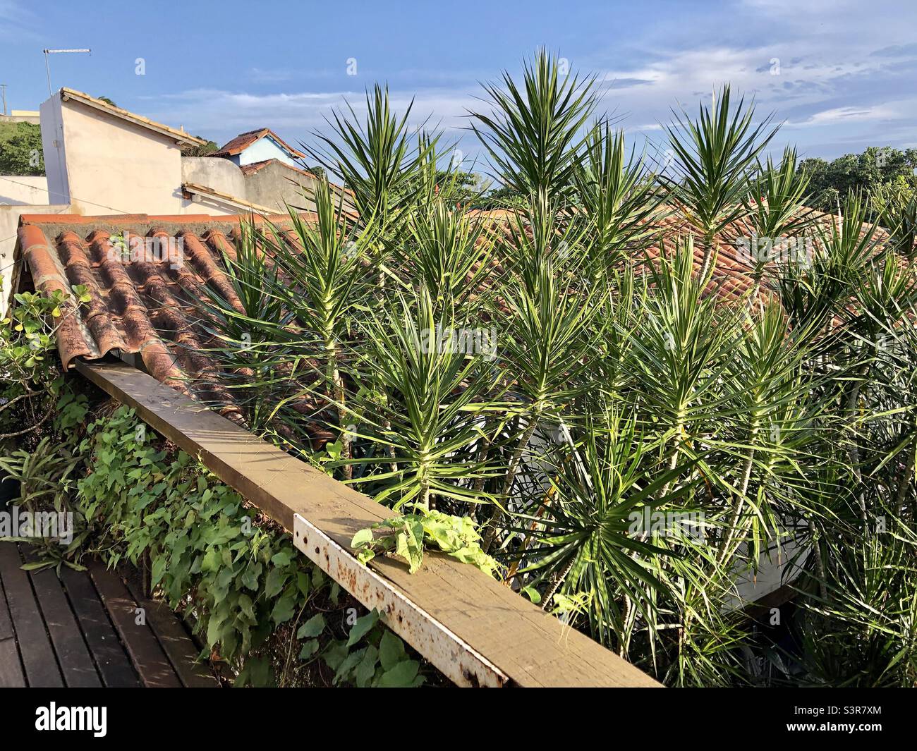A garden oasis in Buzios, Brazil Stock Photo - Alamy