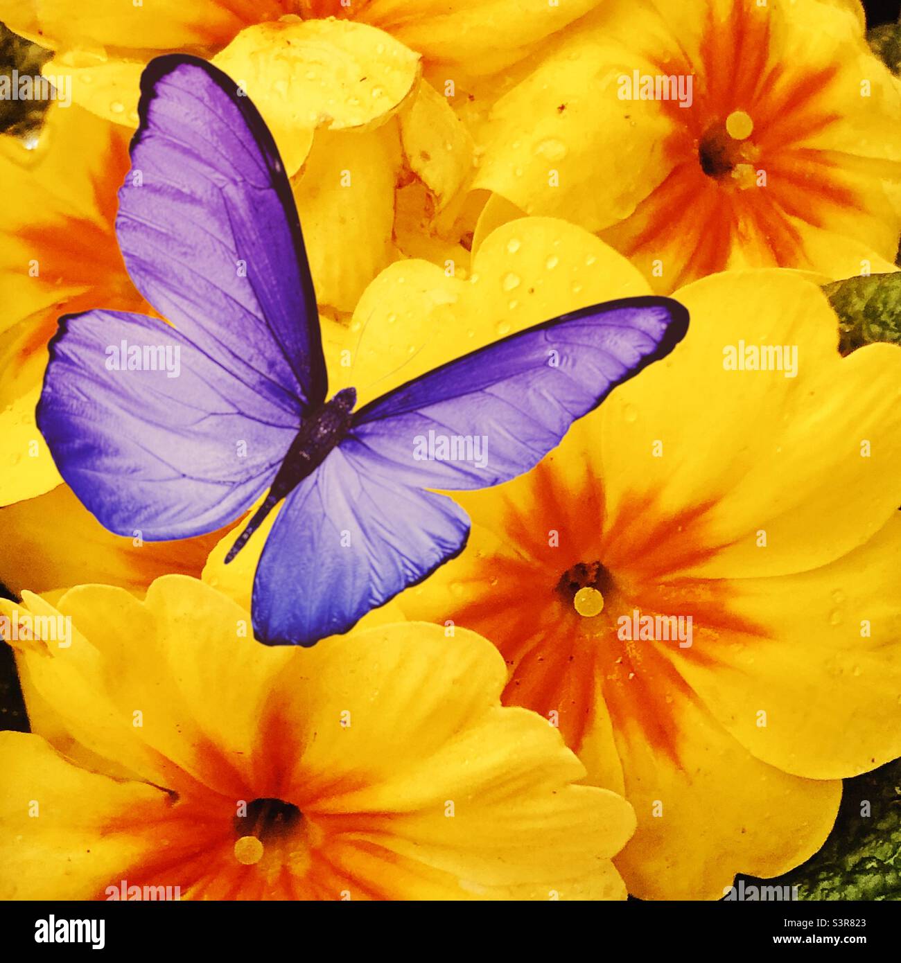 Orange Butterfly On Flower