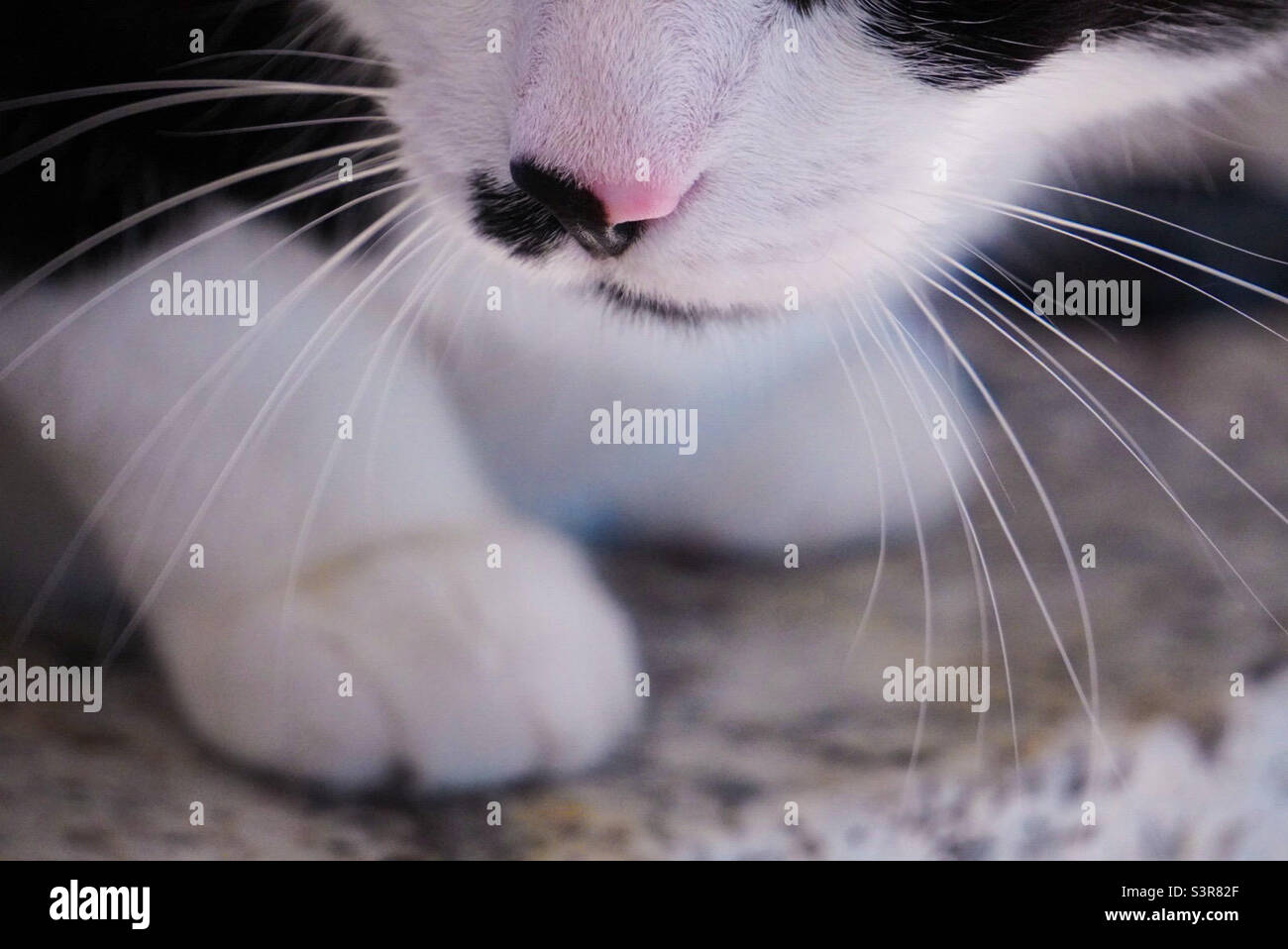 Kitty nose hi-res stock photography and images - Alamy