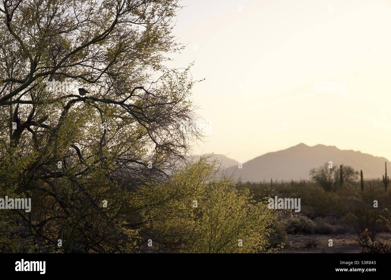 Desert peace hi-res stock photography and images - Alamy