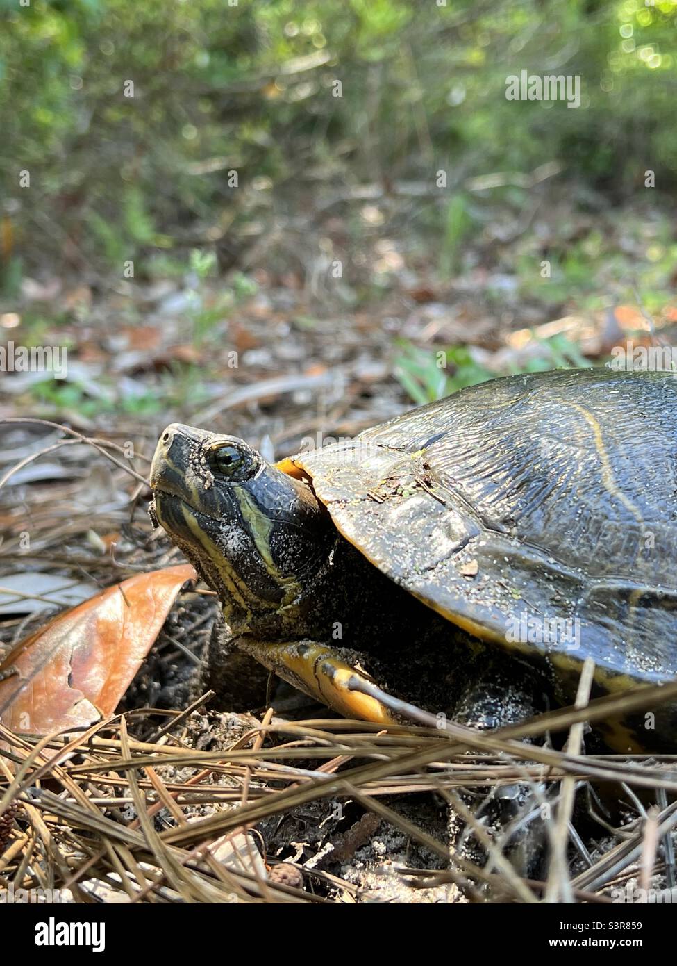 Turtle in the forest Stock Photo - Alamy