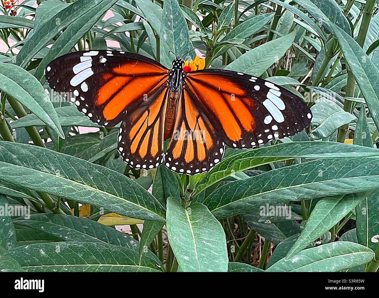 Common tiger butterfly hi-res stock photography and images - Alamy