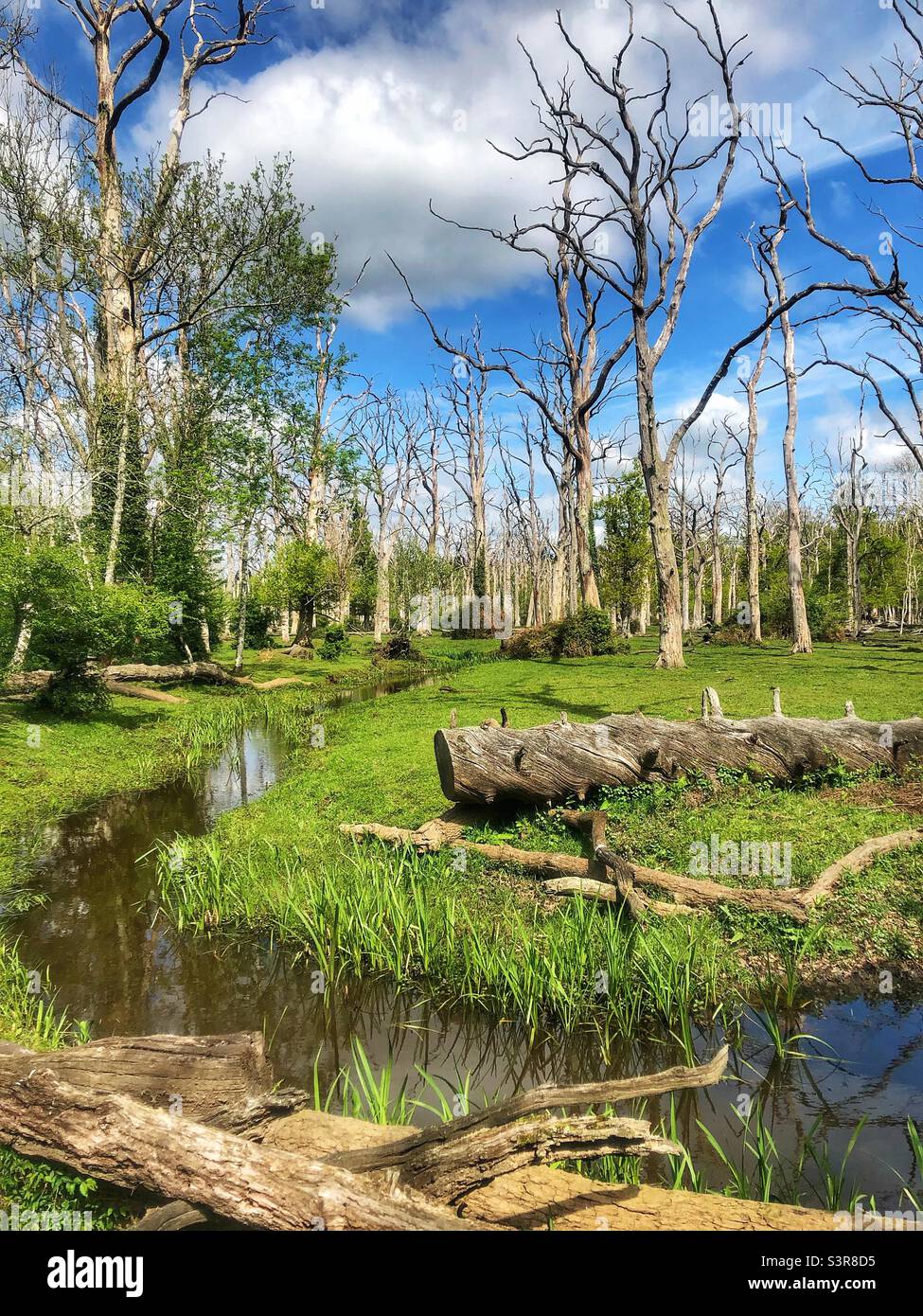 Highland Water stream winding through a dead oak forest in springtime ...