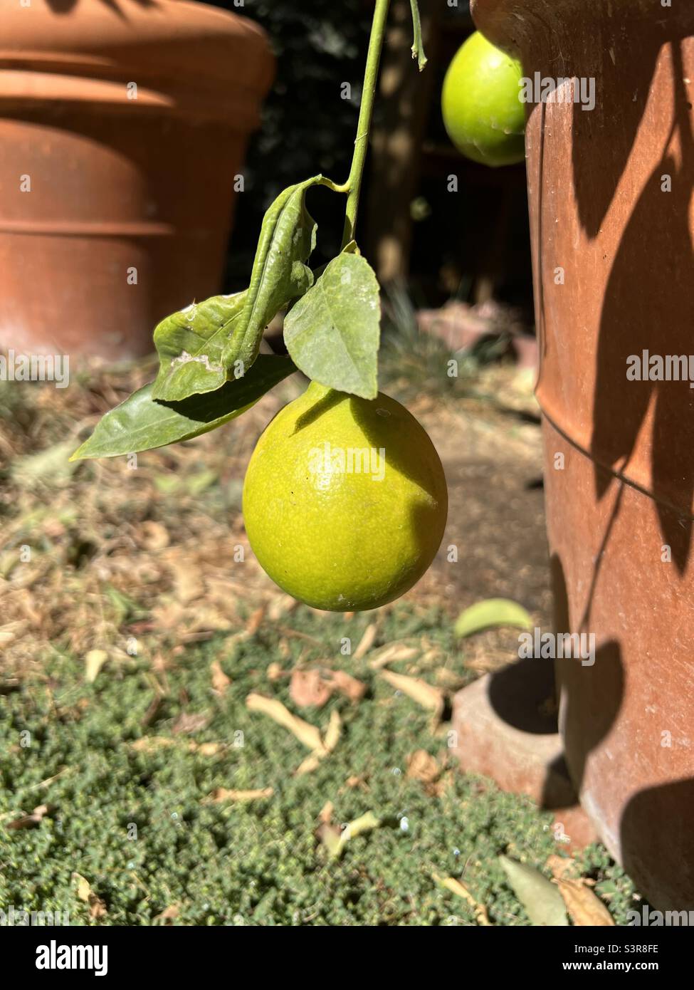 Cool fruit hi-res stock photography and images - Alamy