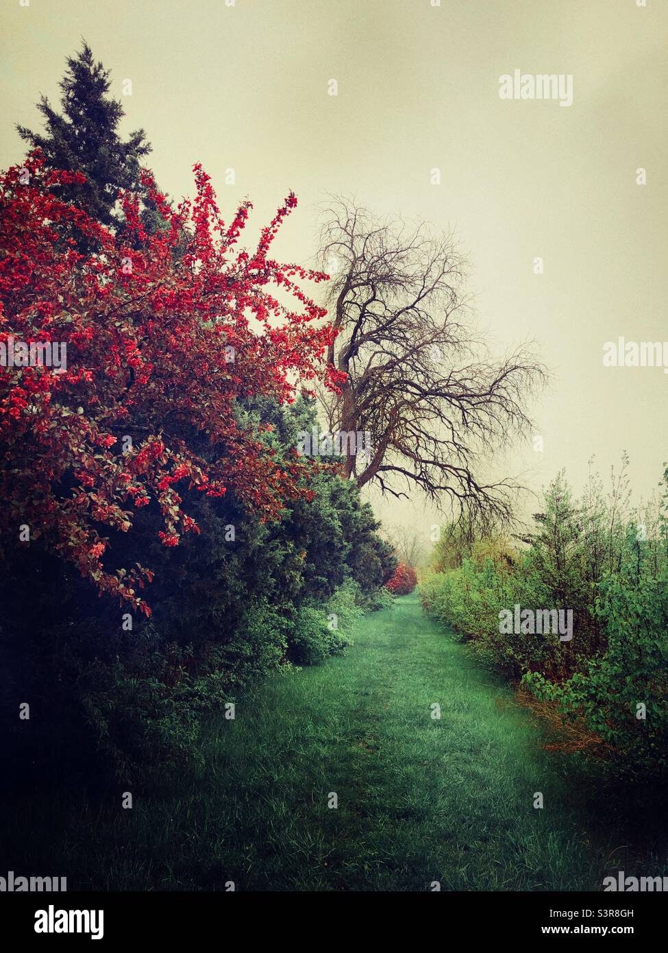 Luscious green trail on a rainy spring day with small red blooming ...
