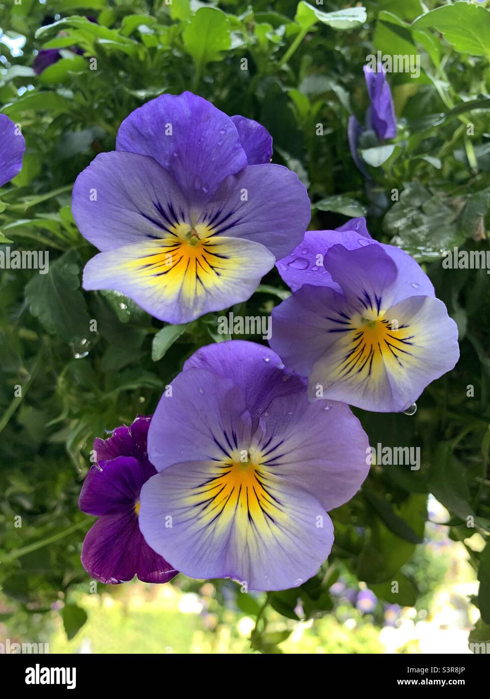 Viola flower hi-res stock photography and images - Alamy