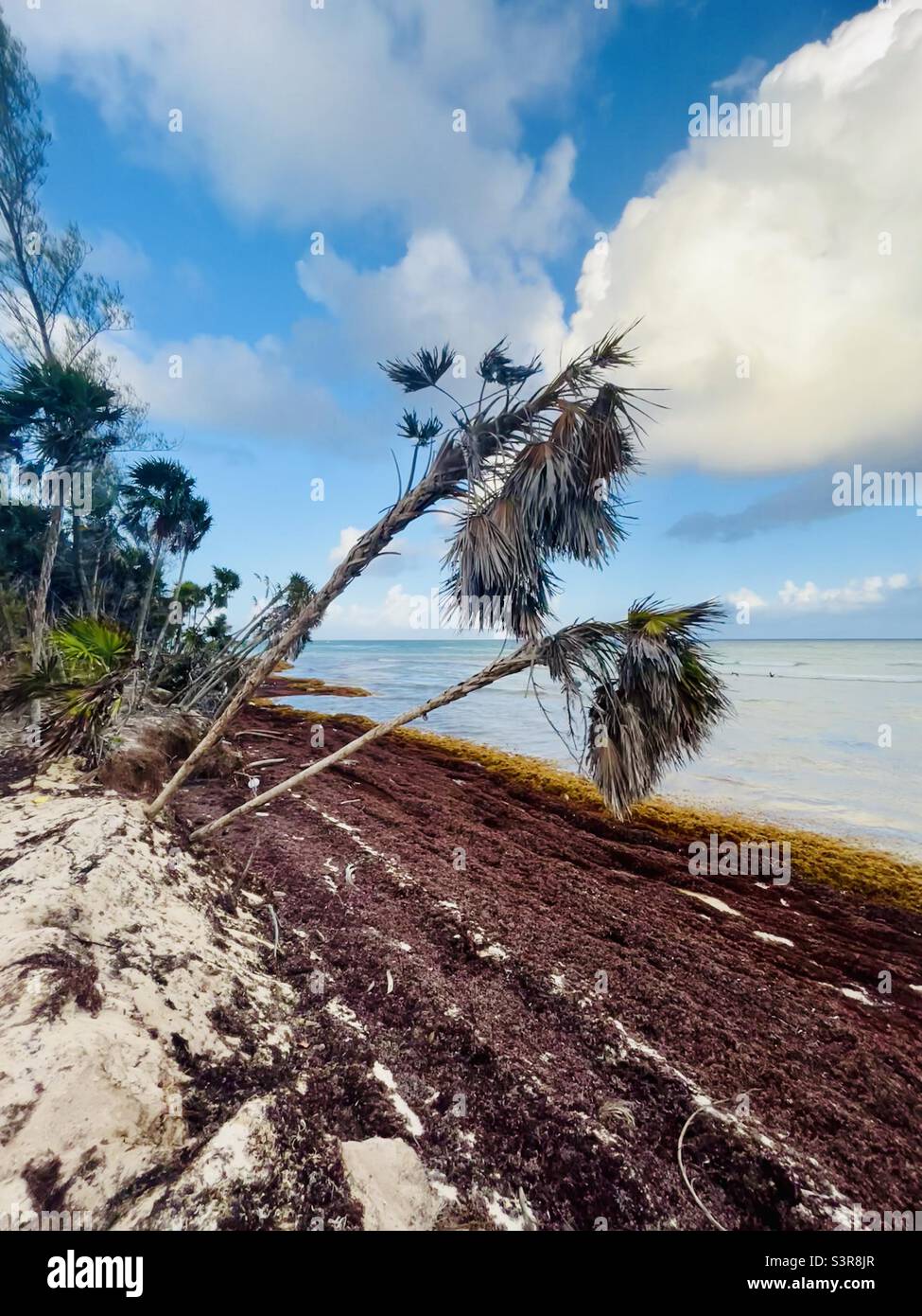 Windswept Palms on a Deserted Beach Stock Photo - Alamy