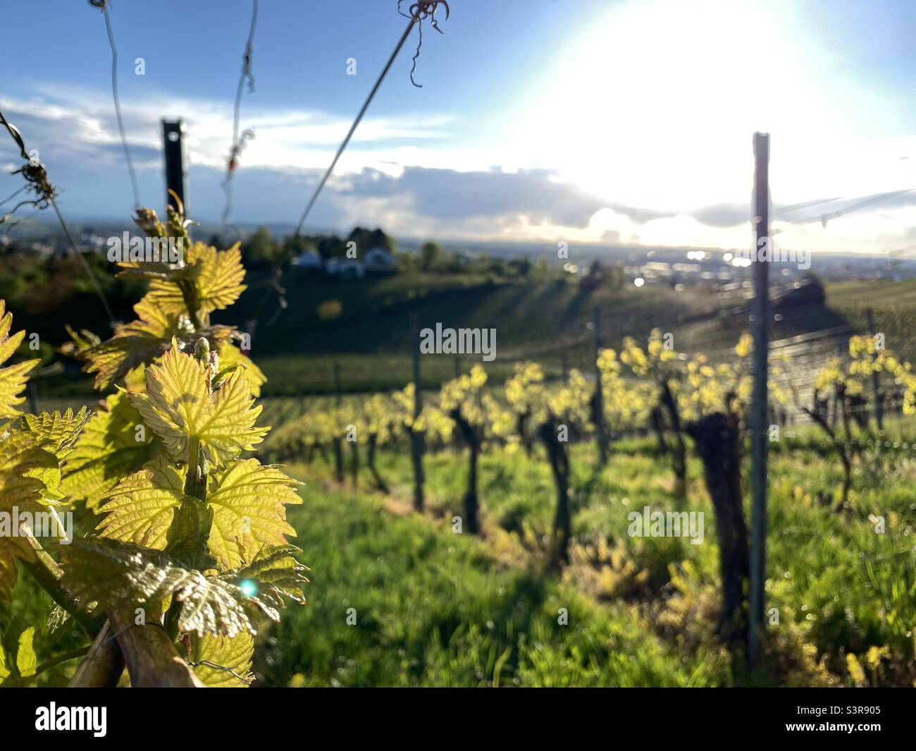 Grap vine hi-res stock photography and images - Alamy