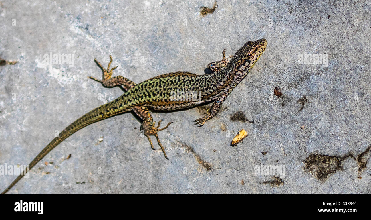 Common wall lizard against concrete background Stock Photo - Alamy