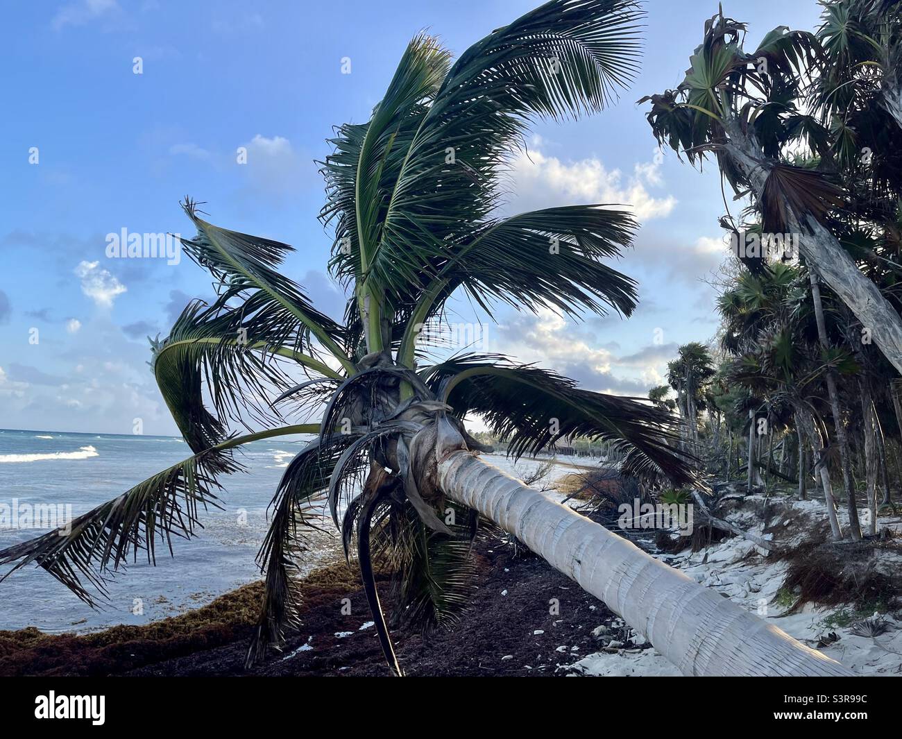 Fallen palm tree on a beach Stock Photo - Alamy