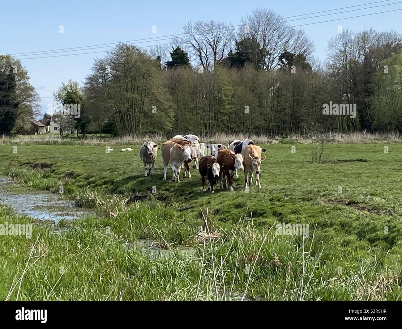 Moving cows hi-res stock photography and images - Alamy