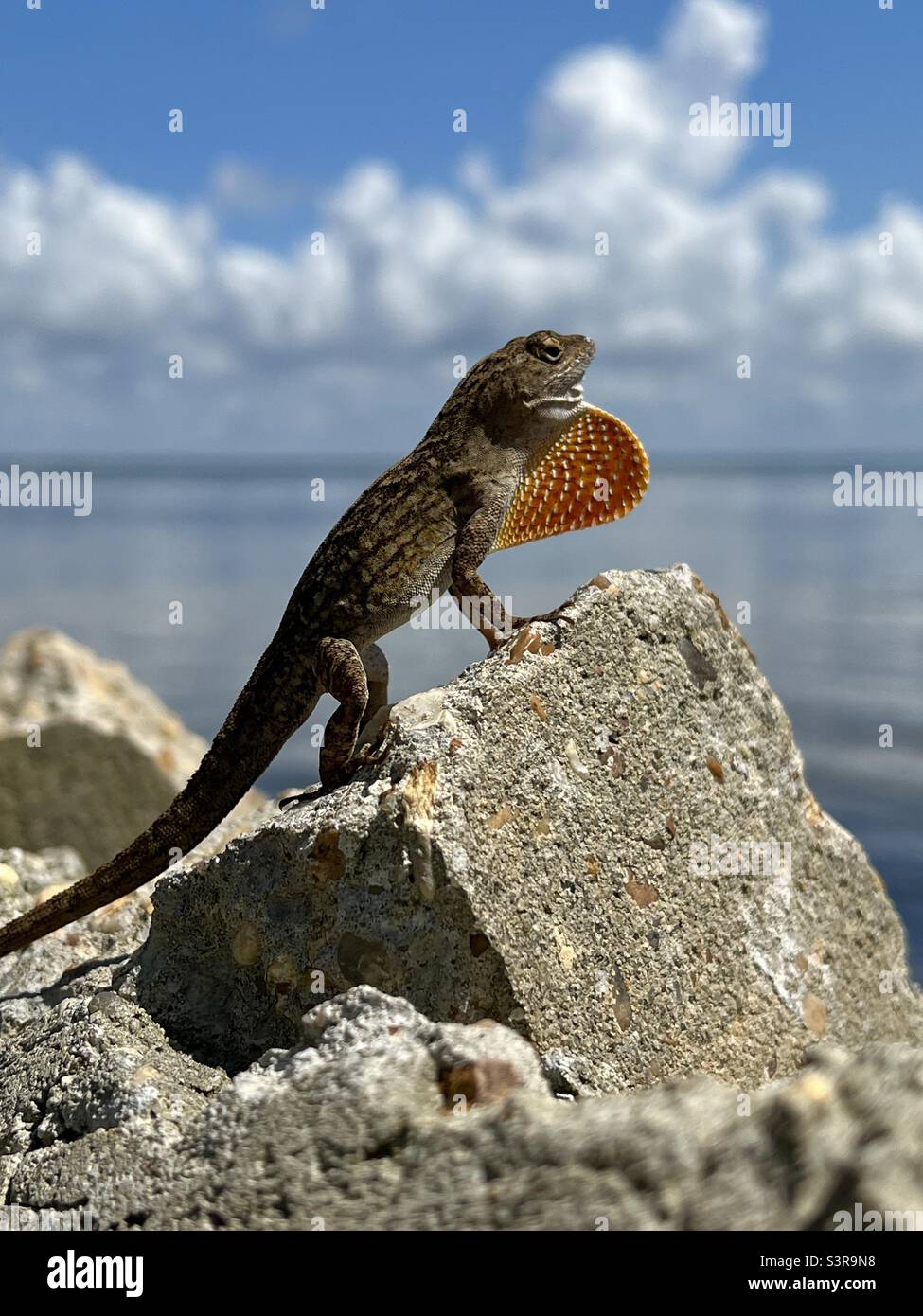 Brown anole lizard with orange dewlap Stock Photo - Alamy
