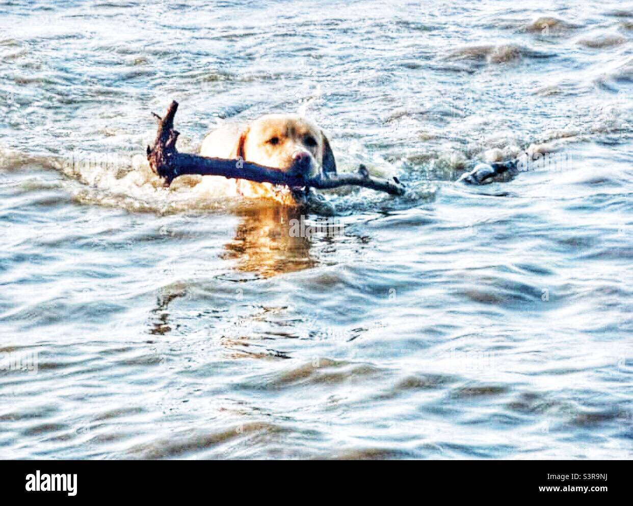 Labrador stick river hi-res stock photography and images - Alamy