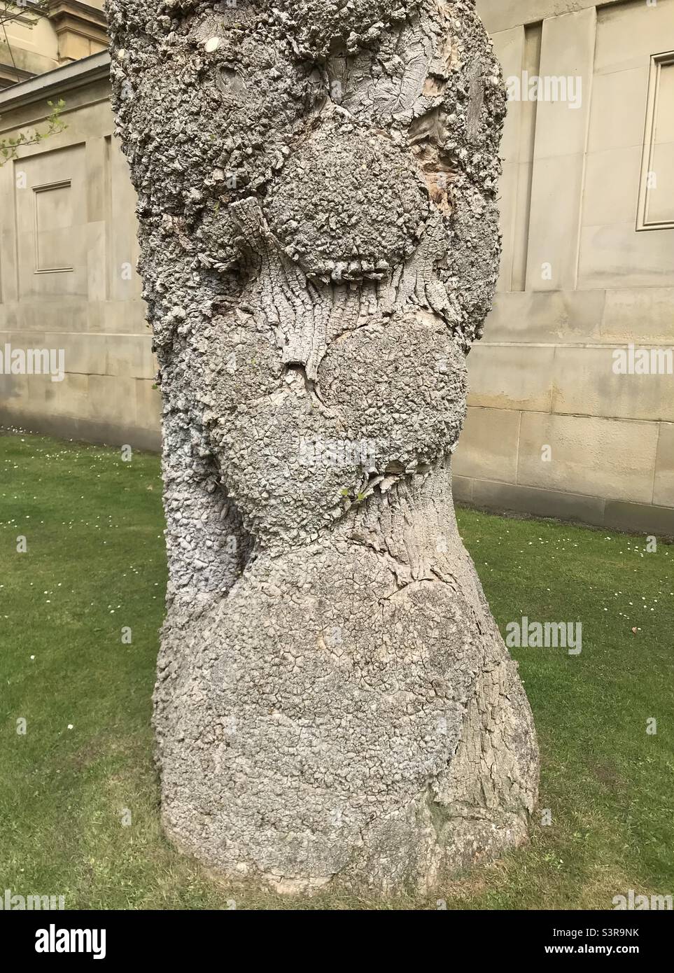 Face in a tree Stock Photo - Alamy