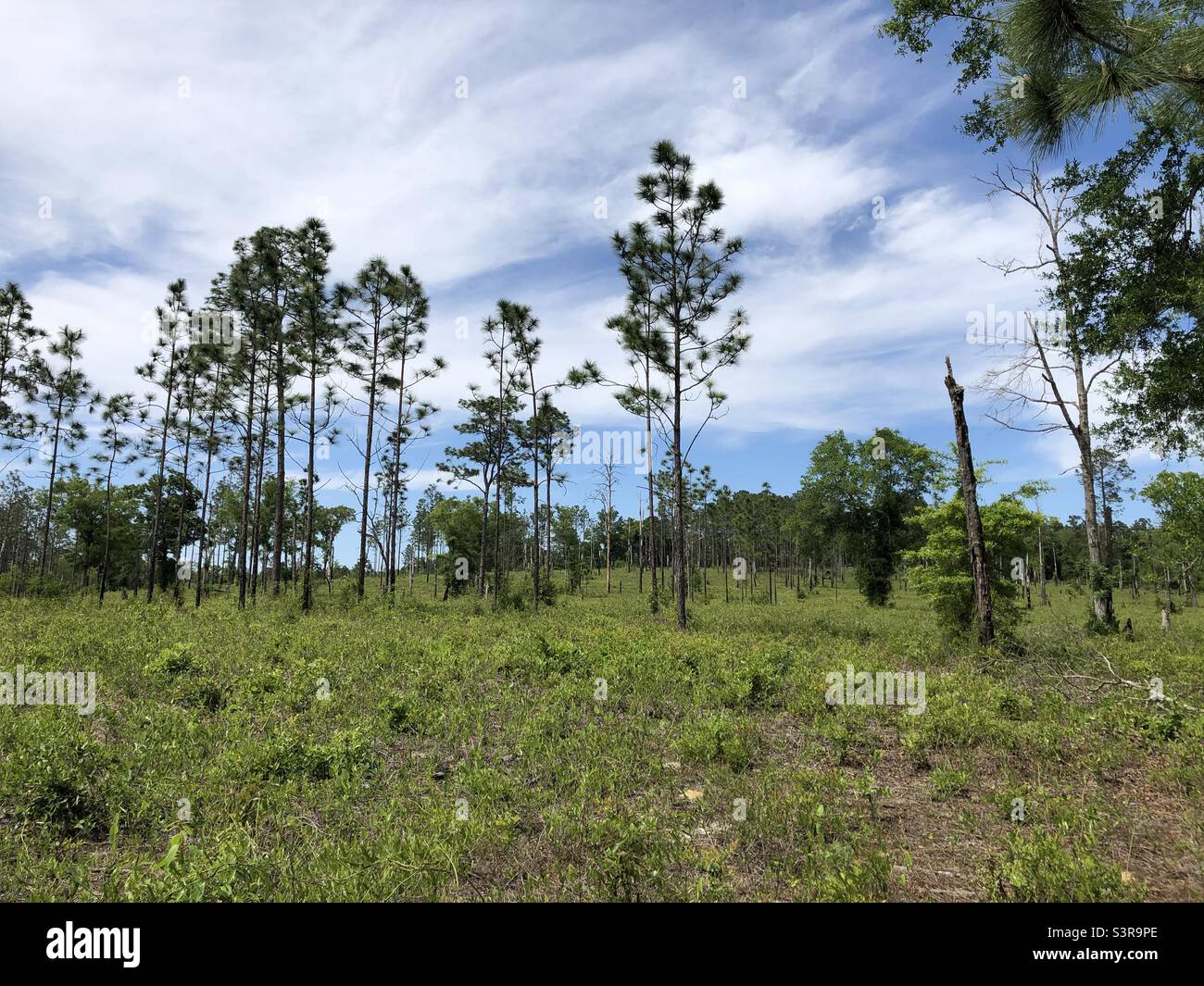 Apalachicola national forest hi-res stock photography and images - Alamy