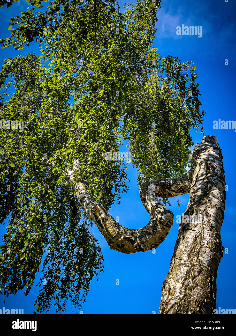 Bendy Silver birch tree in Spring, UK Stock Photo - Alamy