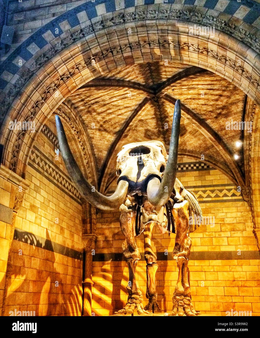 Skeleton mammoth hi-res stock photography and images - Alamy