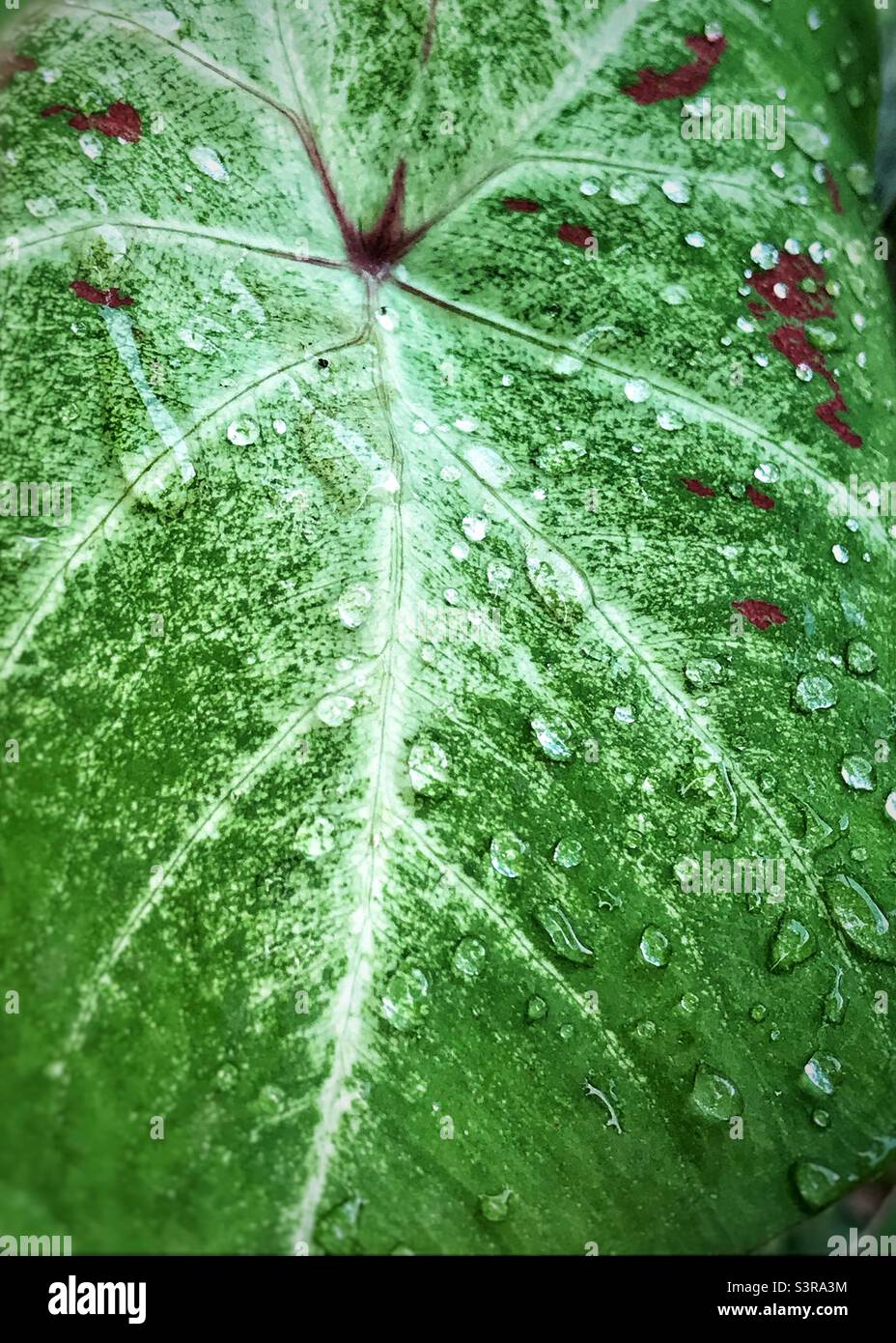 Texture green leaf hi-res stock photography and images - Alamy