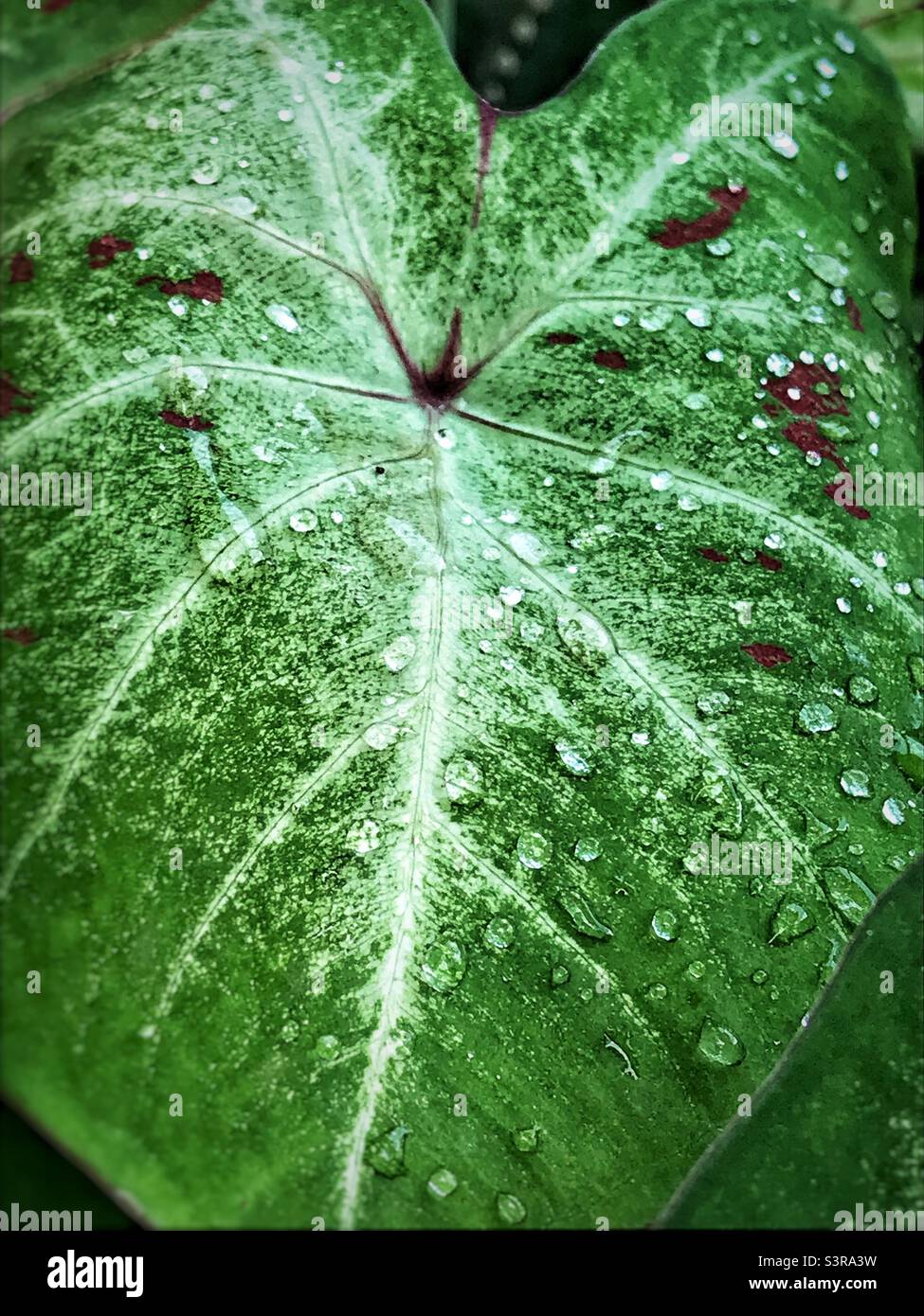 Greenery texture hi-res stock photography and images - Alamy