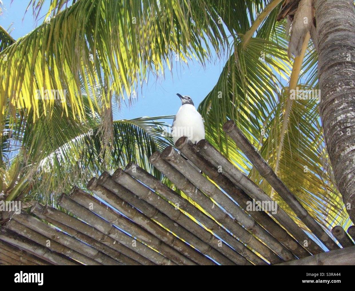 Coco kay hi-res stock photography and images - Alamy