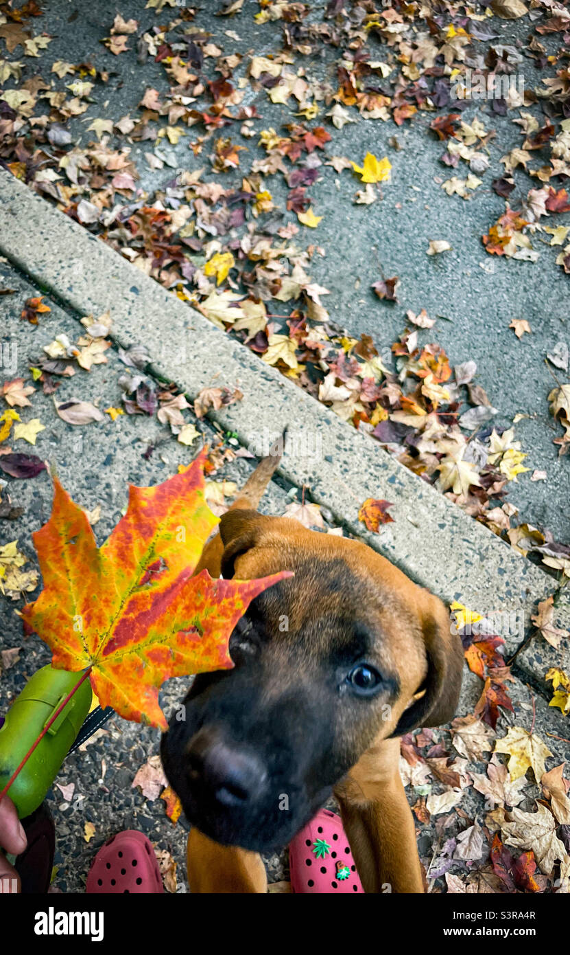 Puppy fall hi-res stock photography and images - Alamy