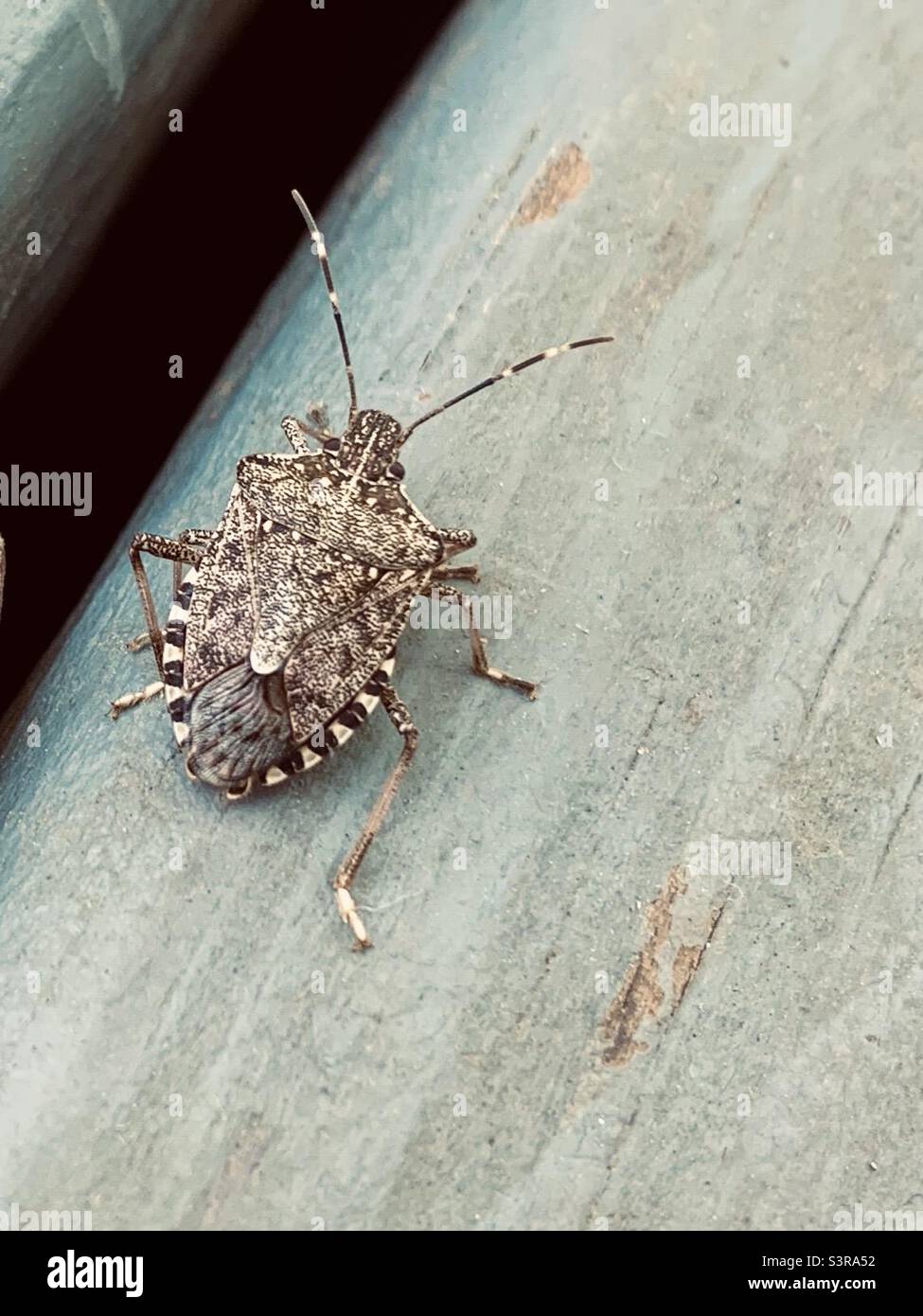 Insect observation hi-res stock photography and images - Alamy