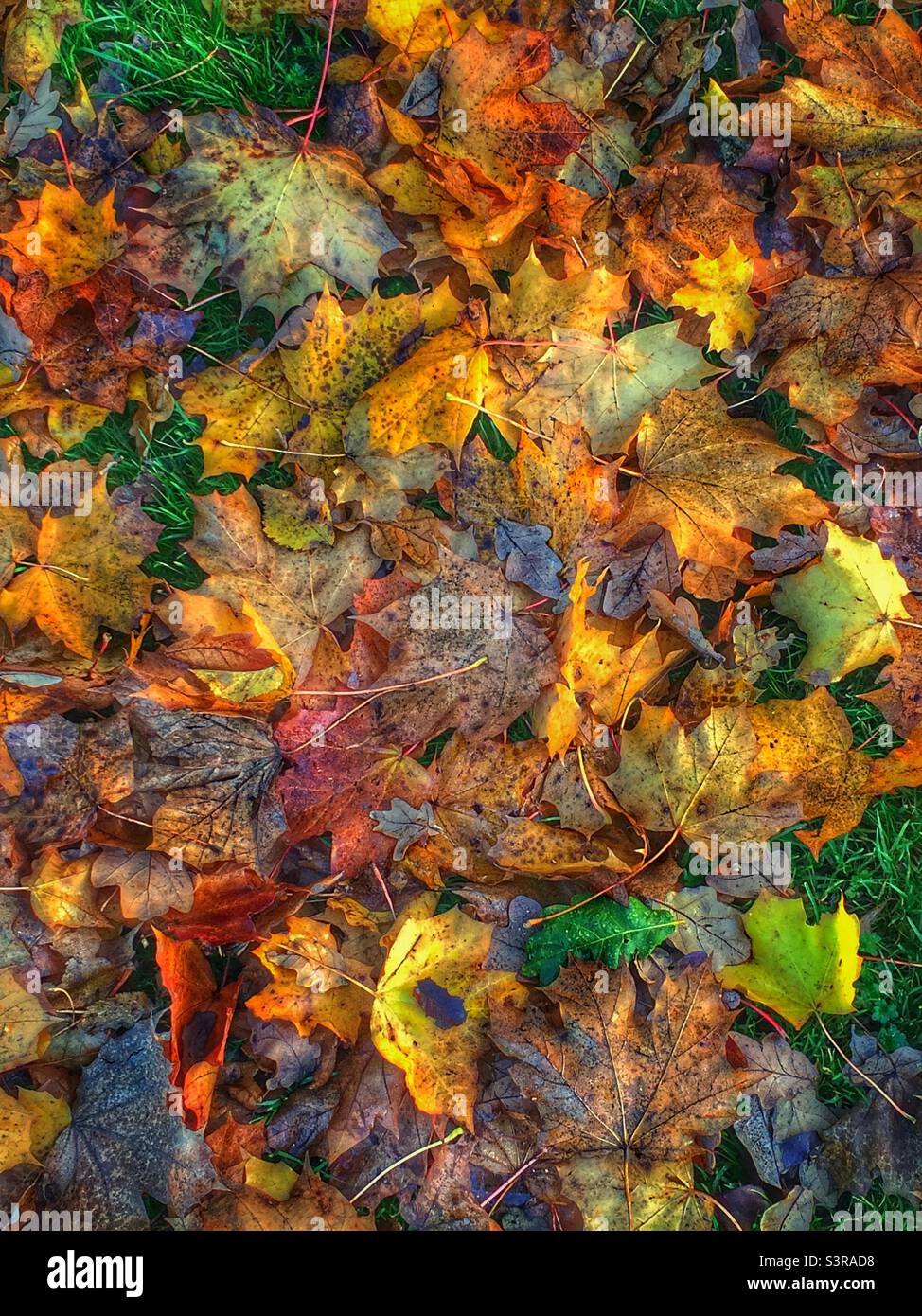 Bright Autumn Colours Stock Photo - Alamy