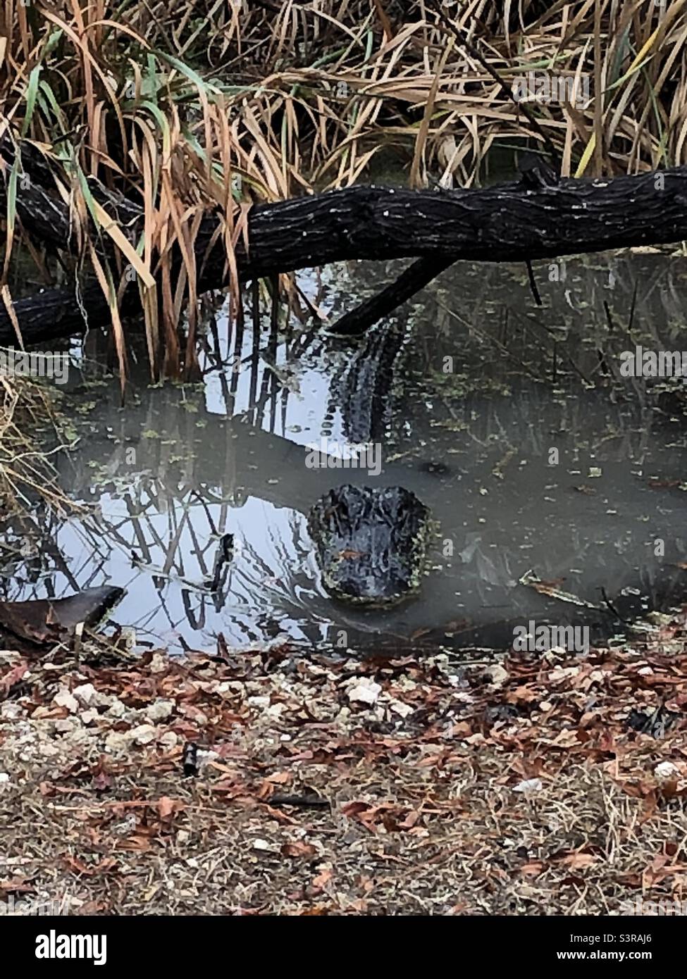 An alligator sitting in a swampy pool in St Mark’s National wildlife ...