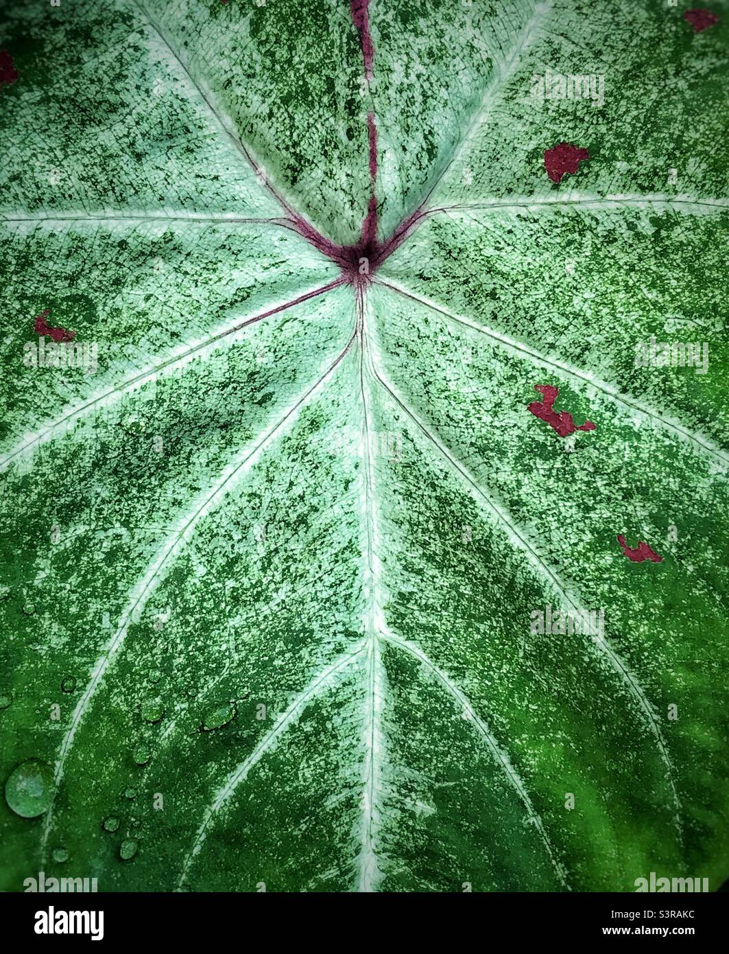 Texture of the leaf Stock Photo - Alamy