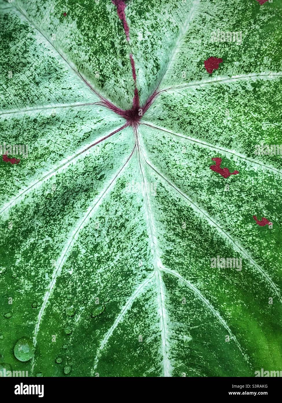 Greenery texture hi-res stock photography and images - Alamy