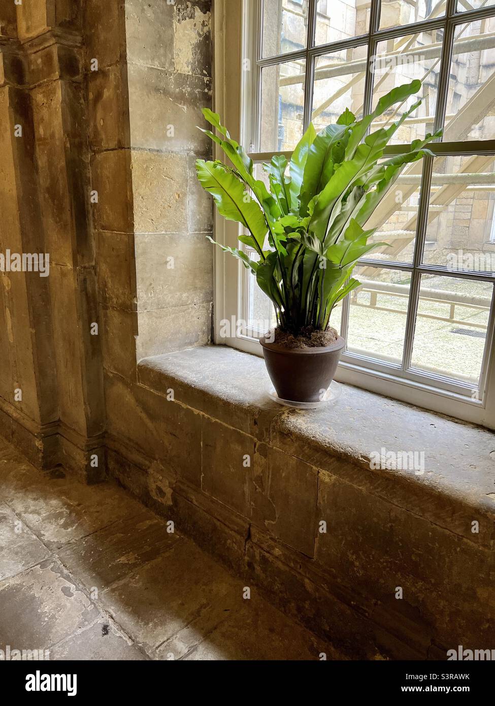 Large potted fern on a window sill Stock Photo - Alamy