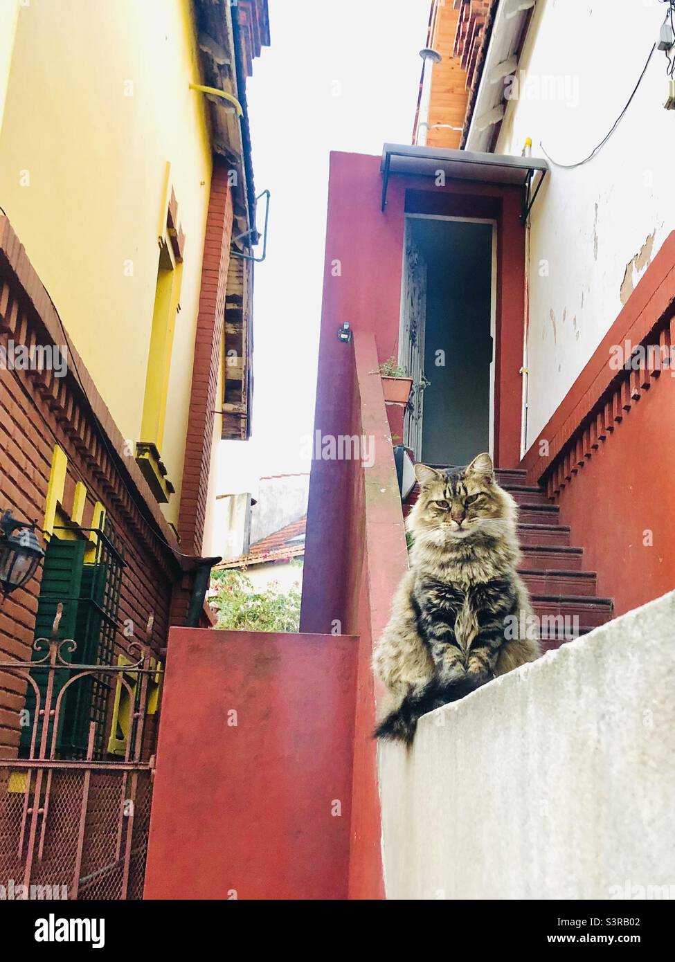 Tired cat hi-res stock photography and images - Alamy