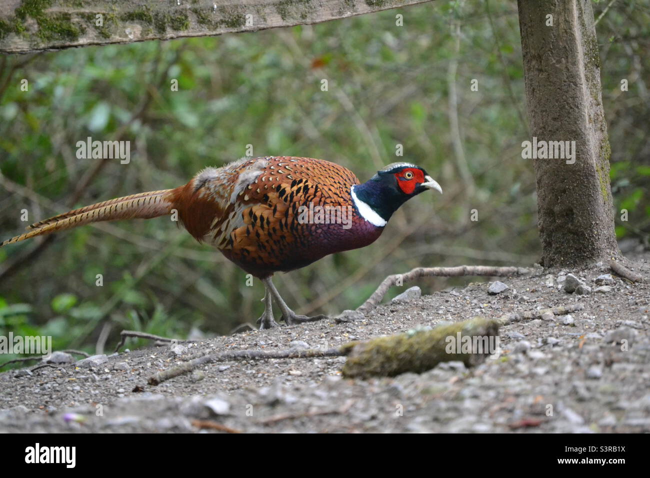 Big pheasant hi-res stock photography and images - Alamy