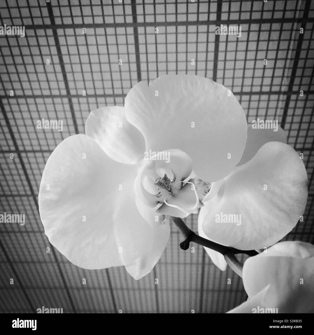 Grid wallpaper hi-res stock photography and images - Alamy