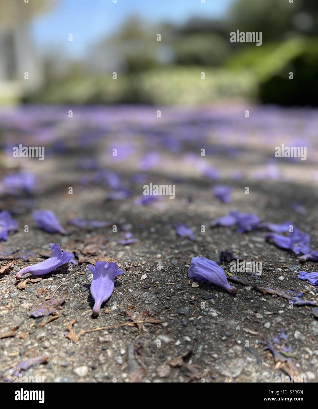 Spring flowers purple hi-res stock photography and images - Alamy