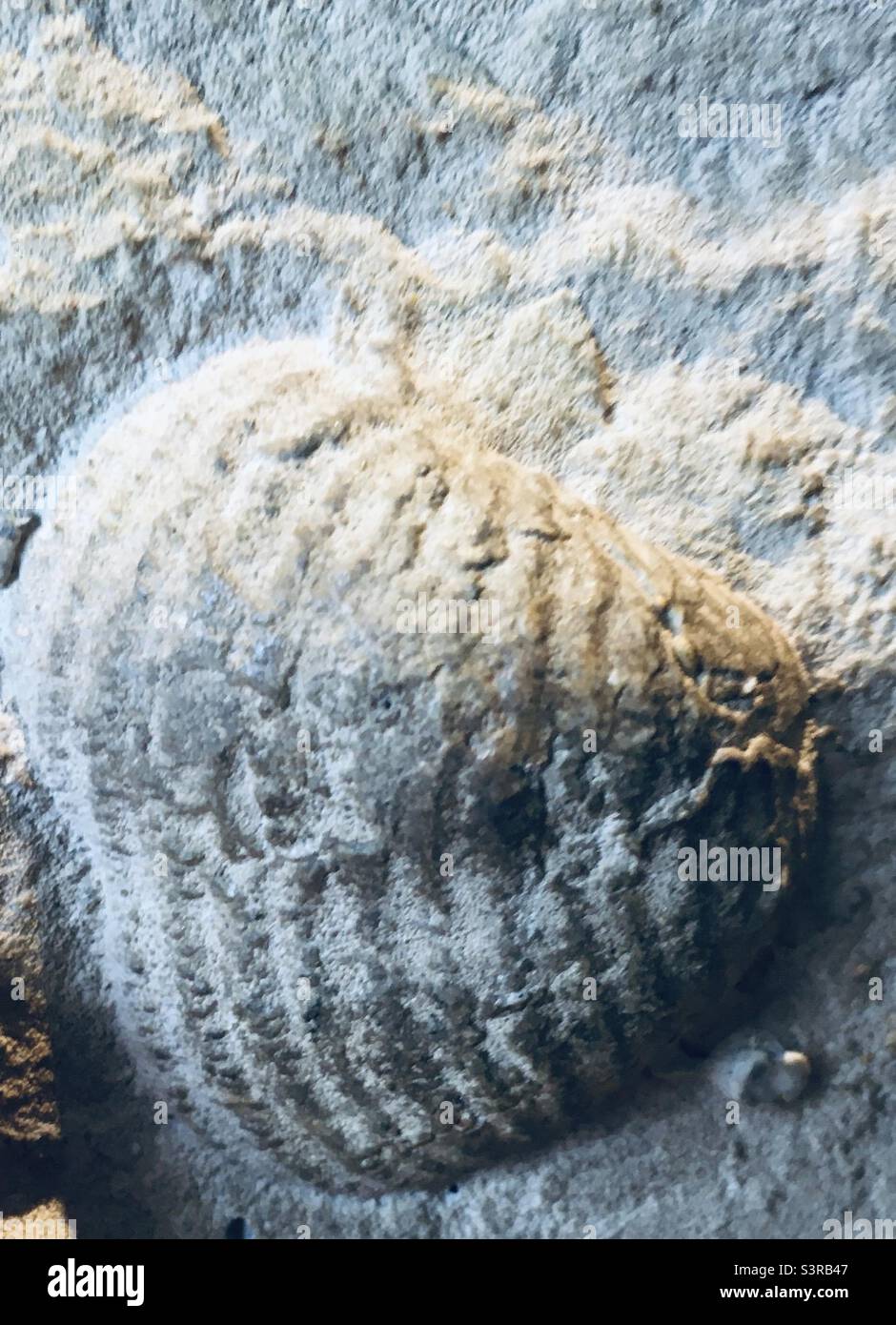 Fossil limestone hi-res stock photography and images - Alamy