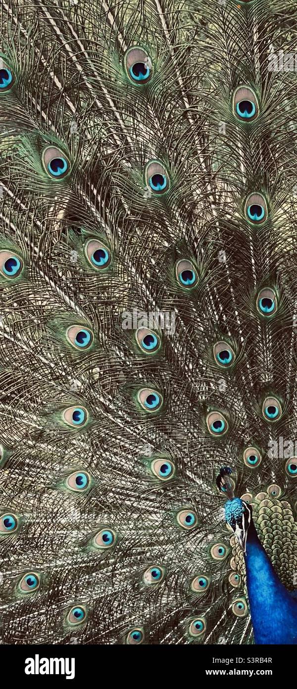 Zoo pfau hi-res stock photography and images - Alamy