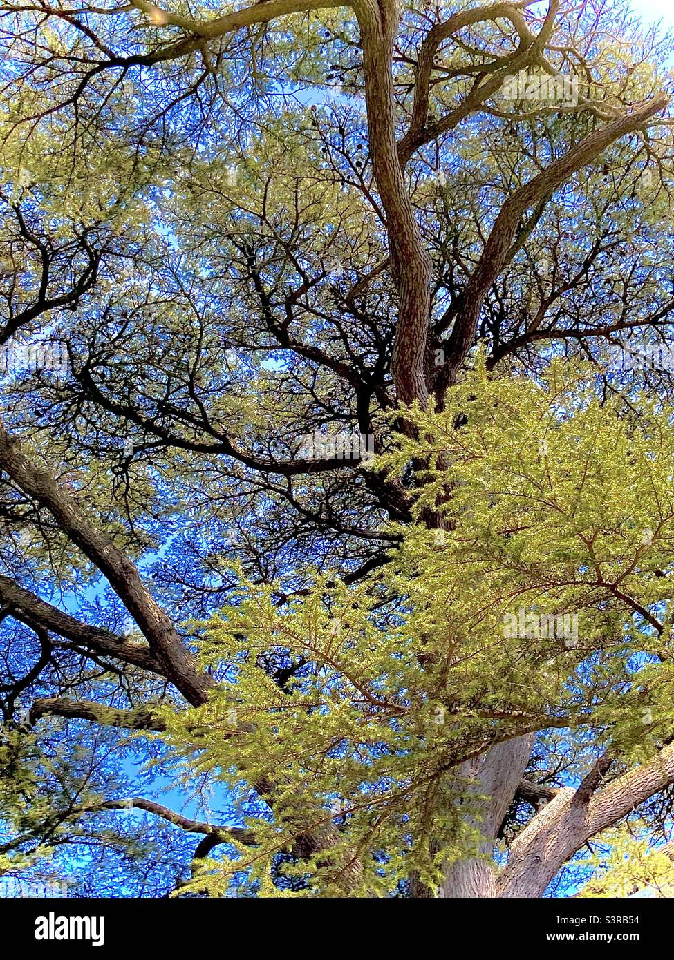 Beautiful patterns in the trees Stock Photo - Alamy