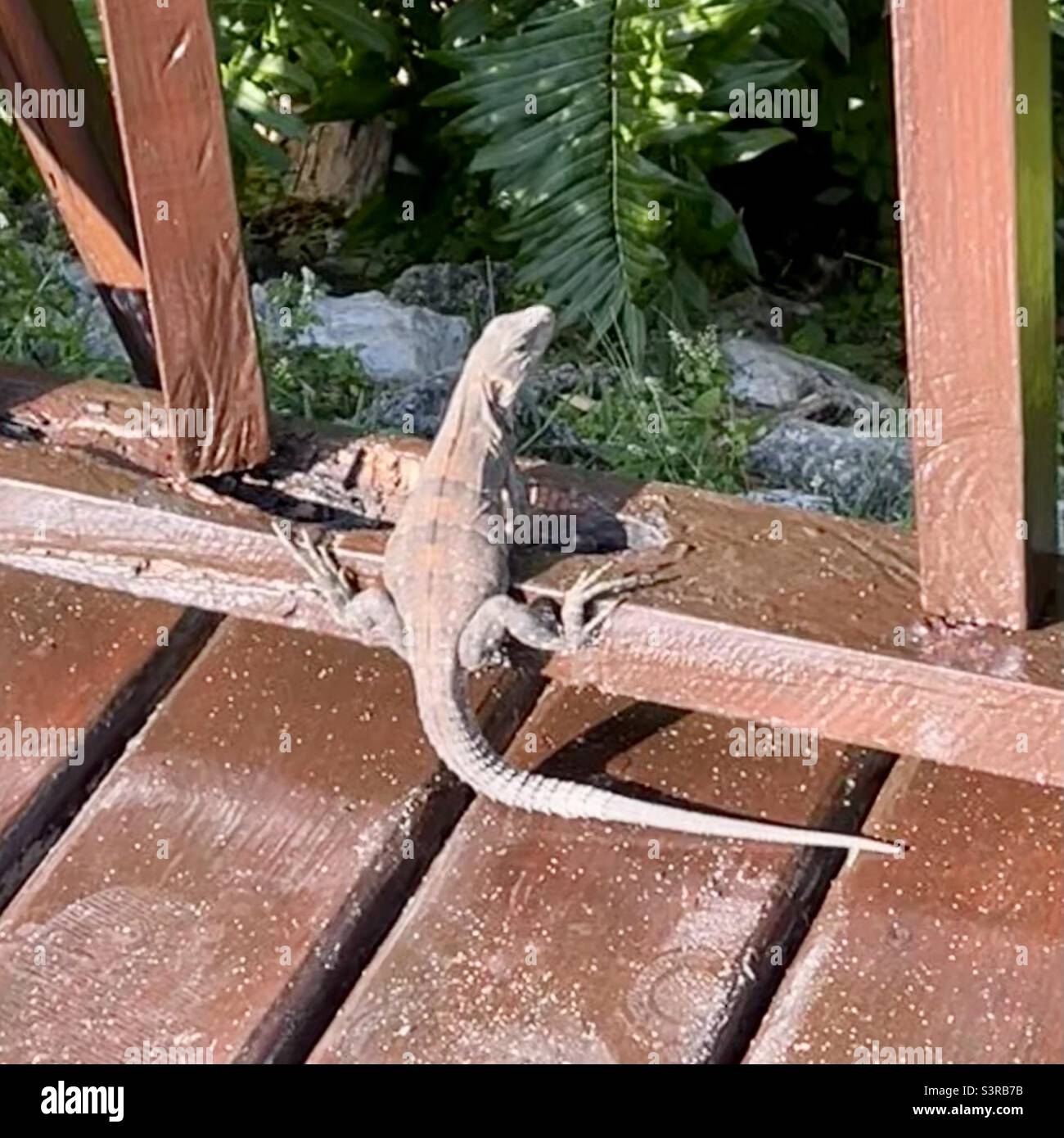 Lizard on a wooden bridge in Mexico Stock Photo - Alamy