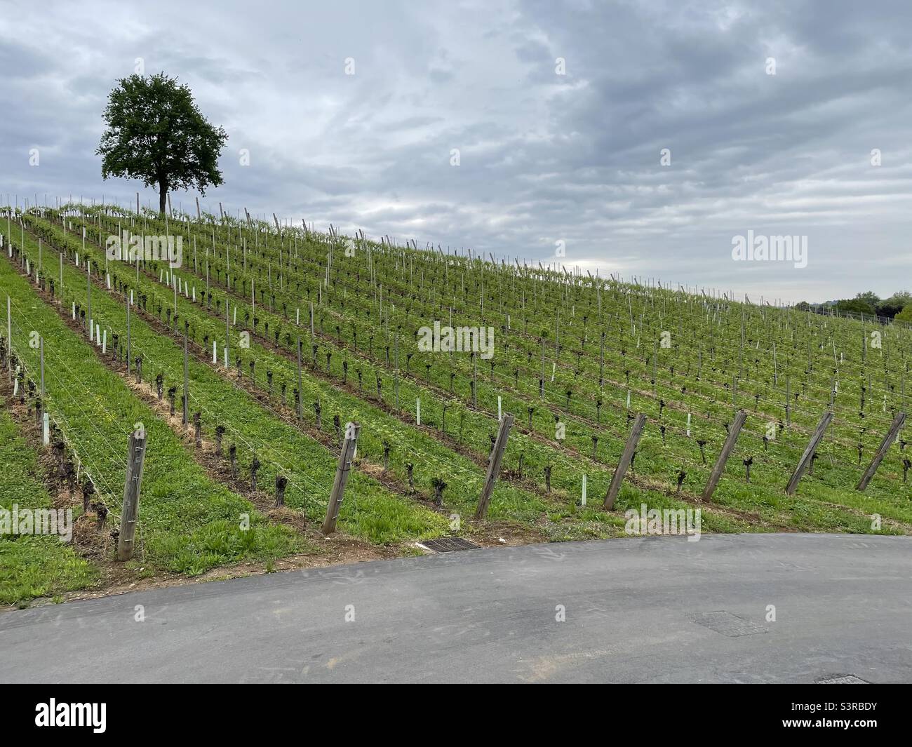 Plumbeo colore hi-res stock photography and images - Alamy