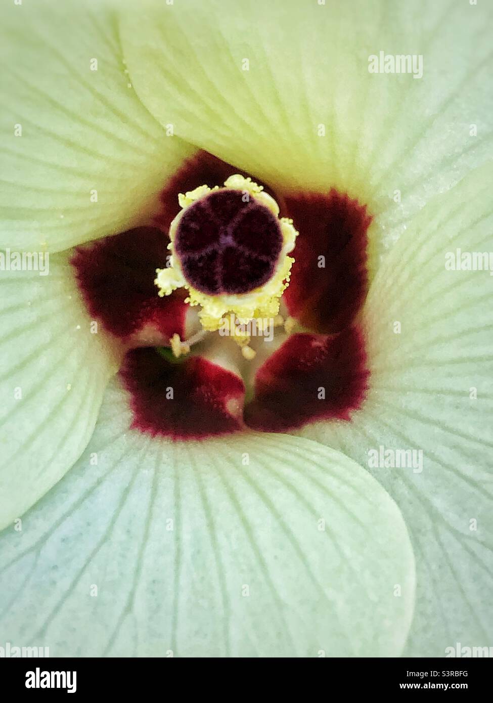 Zoom of flower hi-res stock photography and images - Alamy
