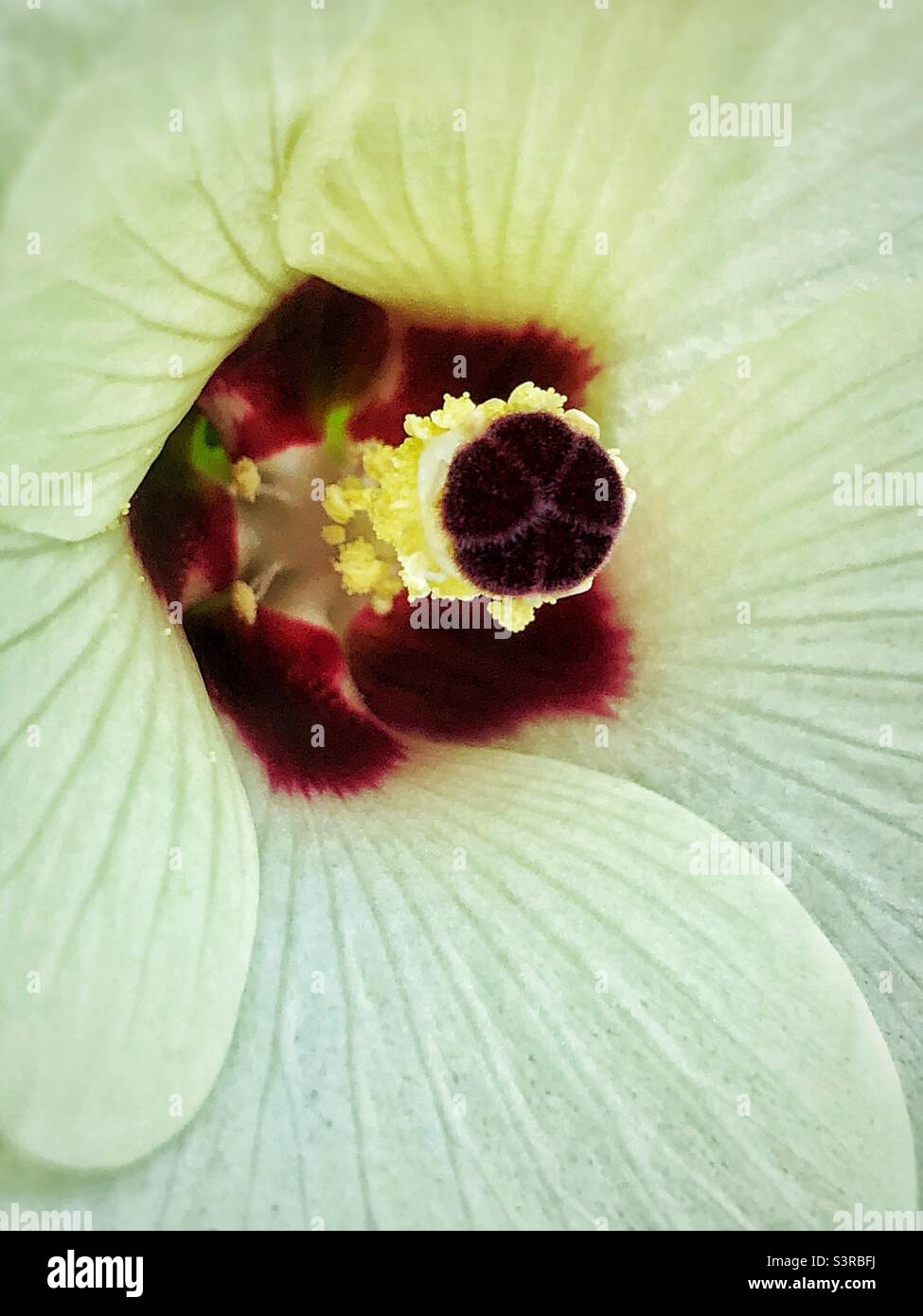 Flower zoom hi-res stock photography and images - Alamy