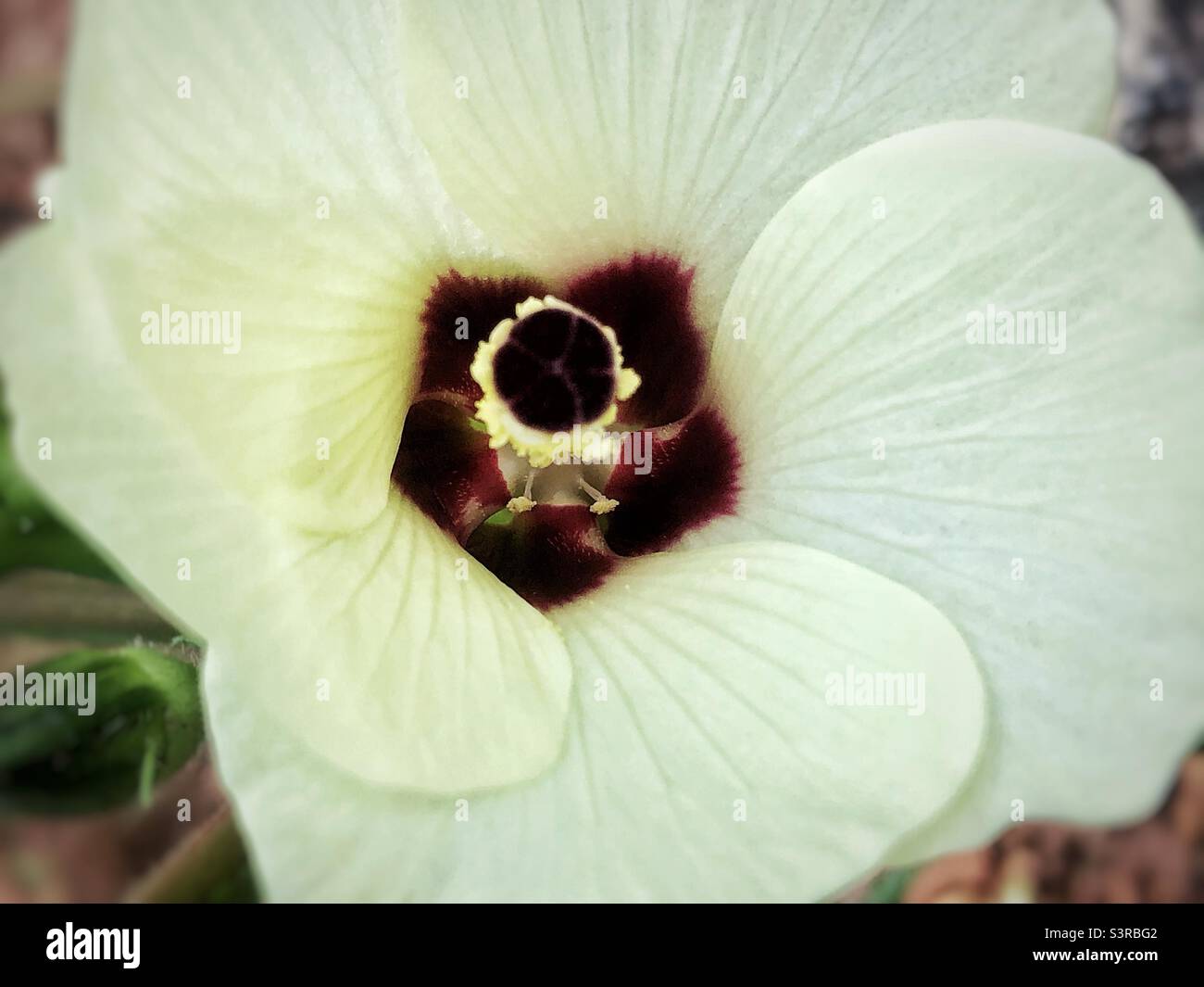 Okra flower hi-res stock photography and images - Alamy