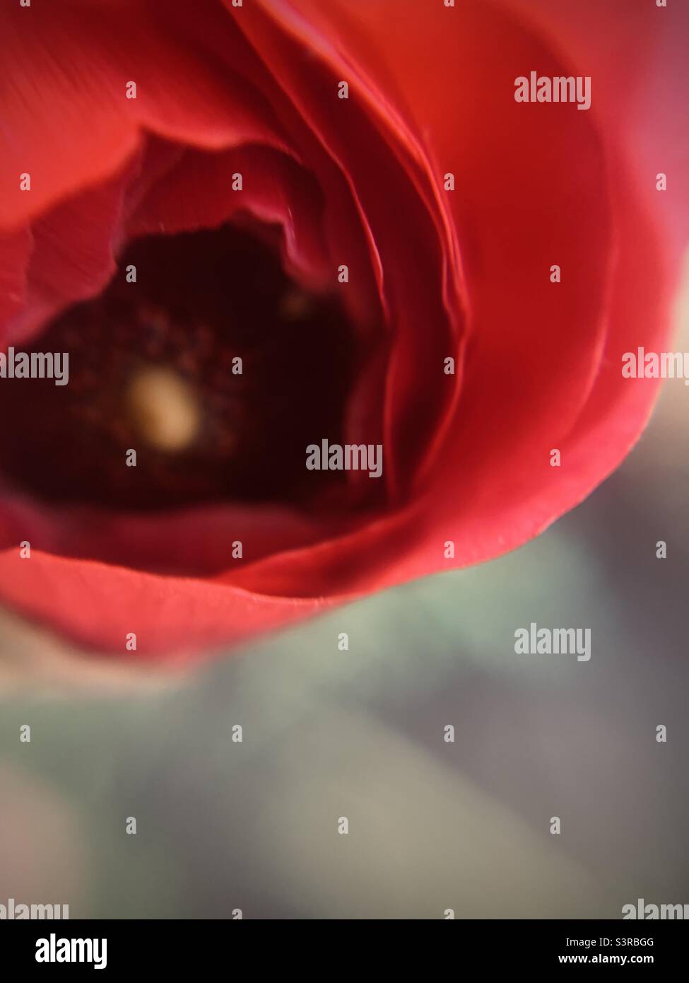 Red ranunculus flower bud up close Stock Photo - Alamy