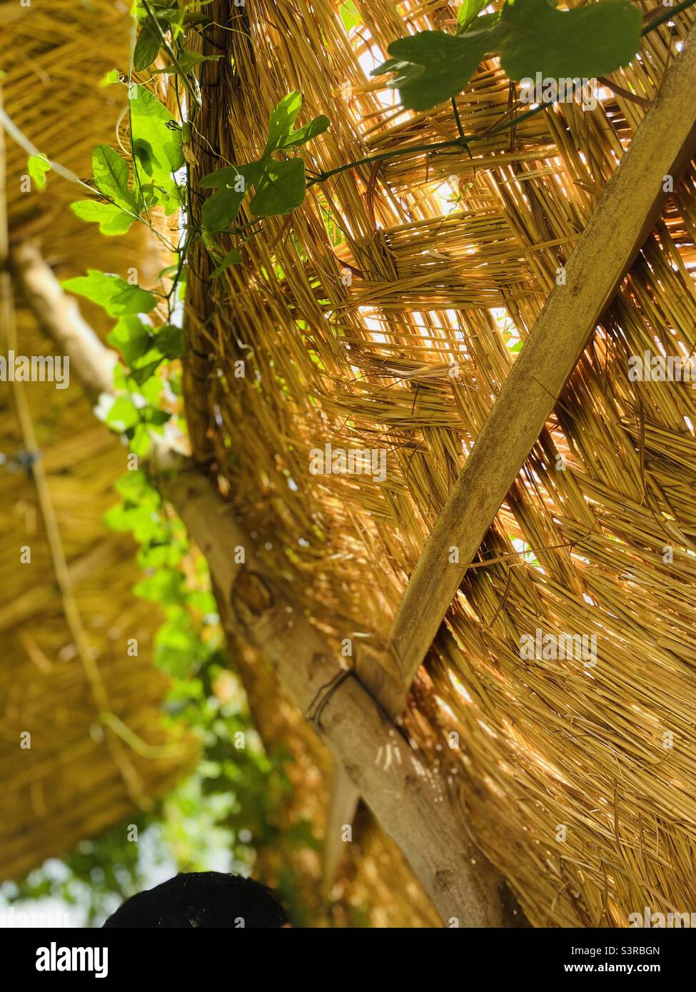 Random grass hi-res stock photography and images - Alamy