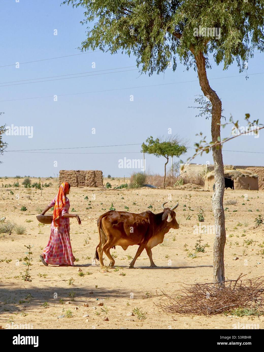 Indian Cow Rajasthan Stock Photo - Alamy