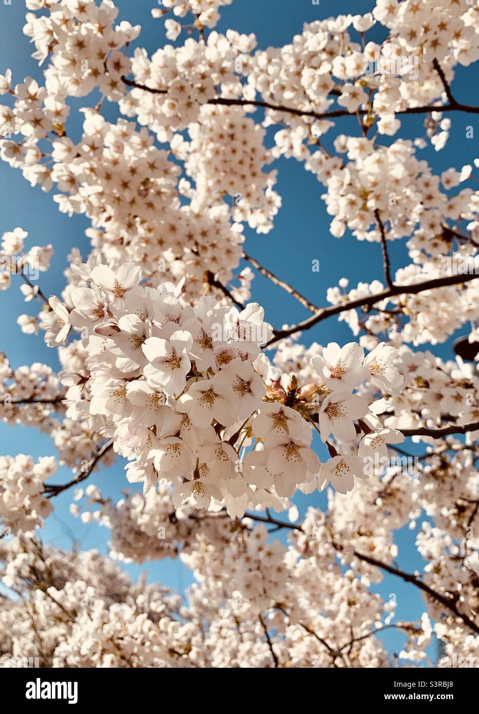 Spring blooming sakura tree hi-res stock photography and images - Alamy