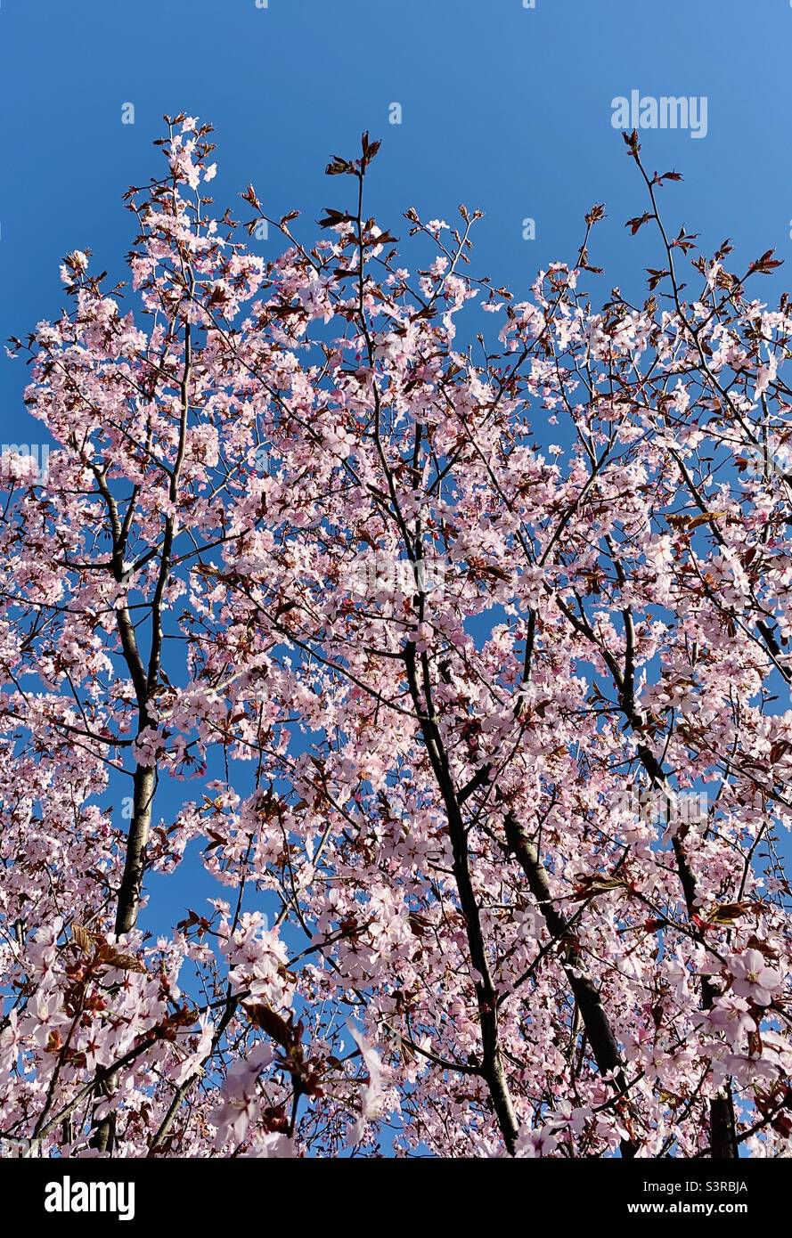 Sakura in spring season smartphone stock photos and images - Alamy