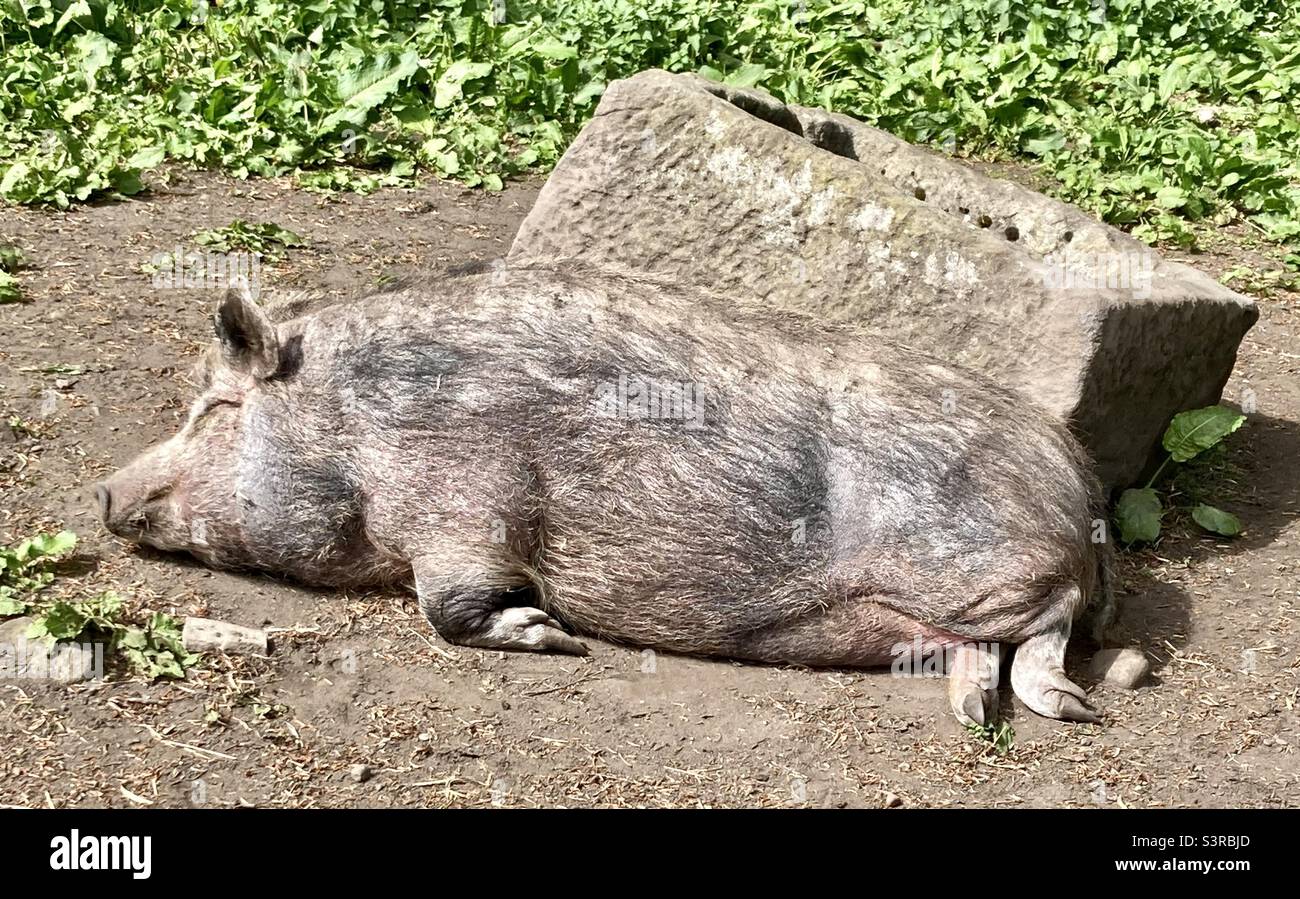 Pig in sun hi-res stock photography and images - Alamy