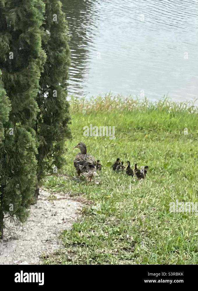 Ducks and ducklings Stock Photo - Alamy